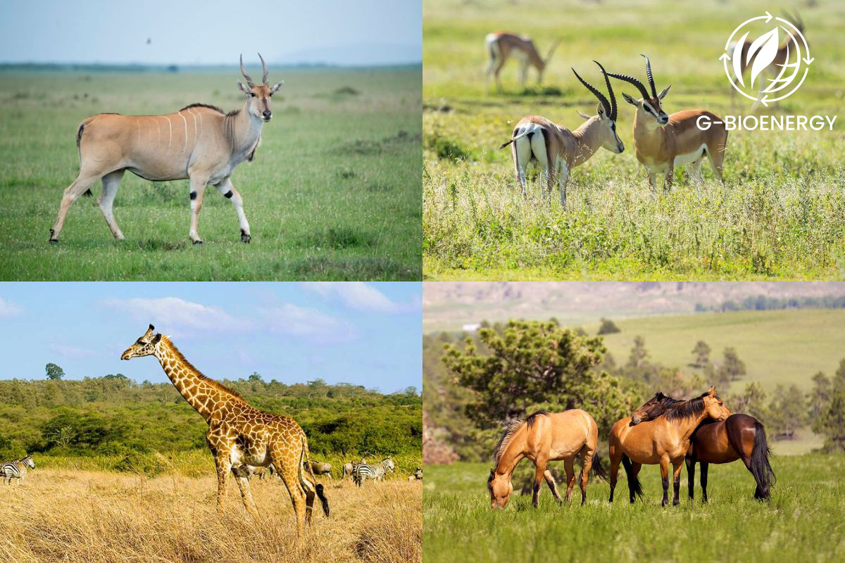 Grassland Biome: A Look Into Its Ecosystem & Key Features