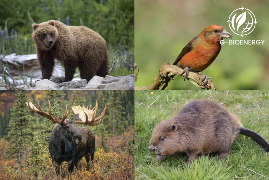 Taiga Biome: Types, Location, Climate, Plants & Animals