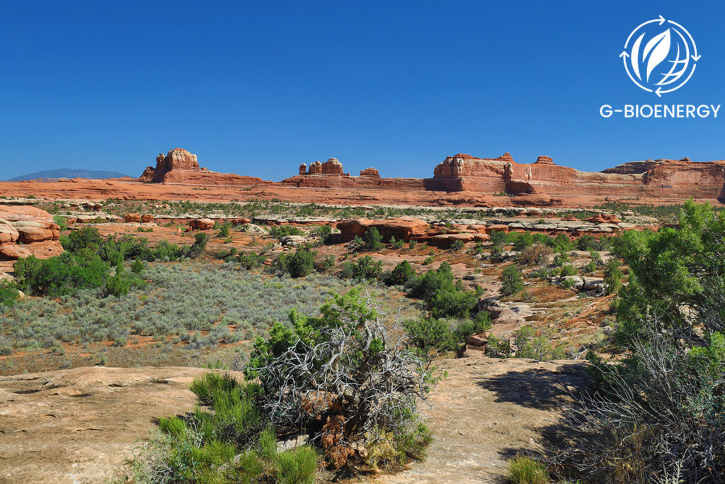 What Is A Biome? Definition, Types and Examples