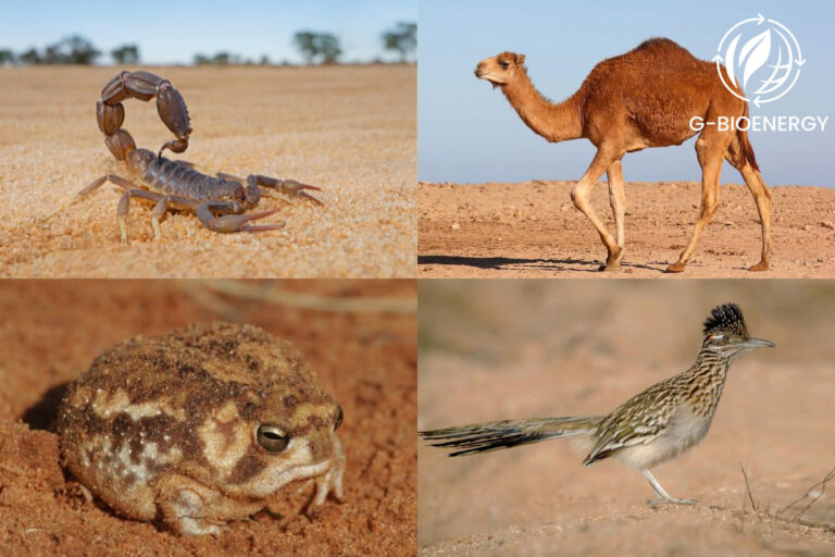 Desert Biome: Types, Location, Climate, Plants, & Animals
