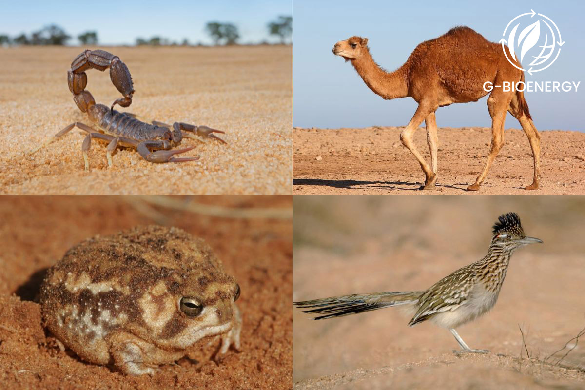 Desert Biome: Types, Location, Climate, Plants, & Animals
