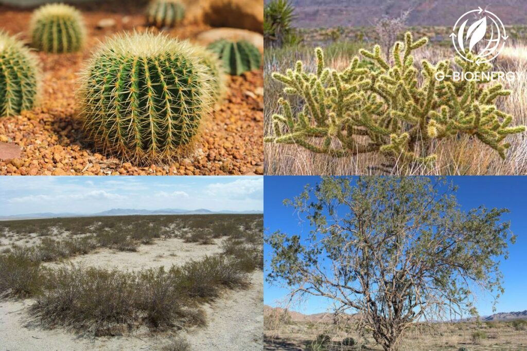 Desert Biome: Types, Location, Climate, Plants, & Animals
