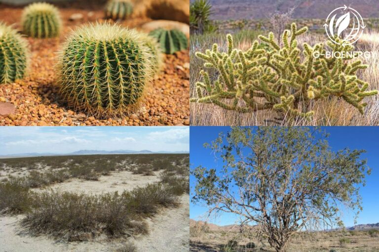 Desert Biome: Types, Location, Climate, Plants, & Animals