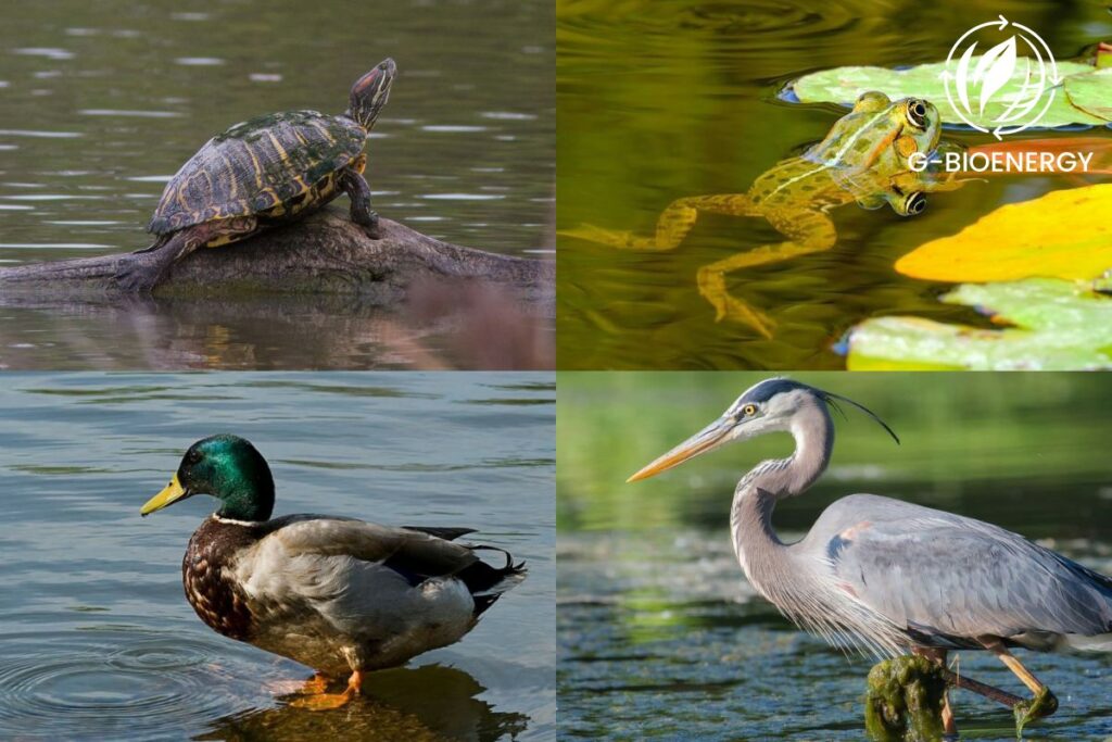 Freshwater Biome: Types, Location, Climate, Animals & Plants