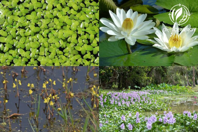 Freshwater Biome: Types, Location, Climate, Animals & Plants