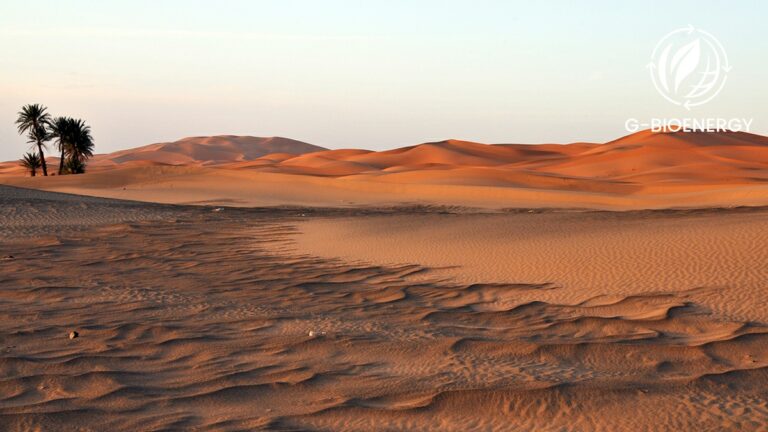 Desert Biome: Types, Location, Climate, Plants, & Animals