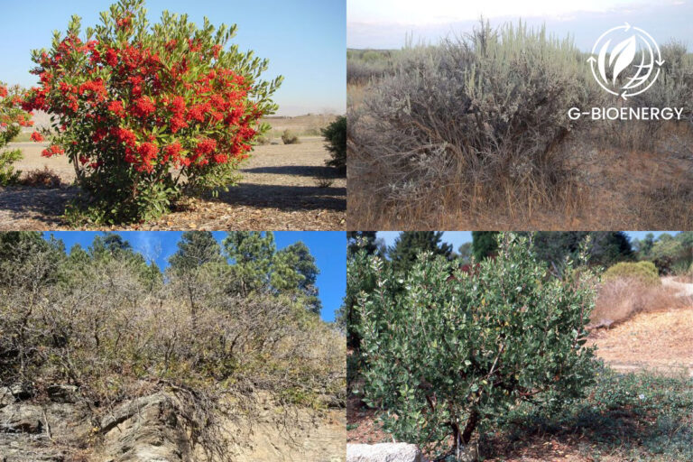 Chaparral Biome: Climate, Location, Animals & Plants