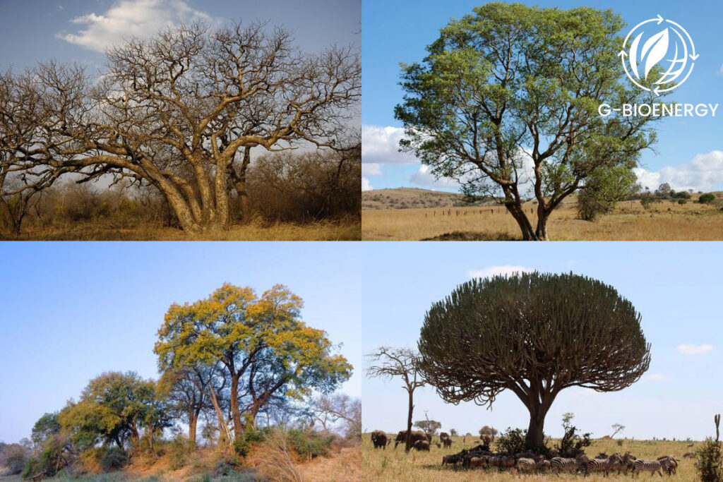 Grassland Biome: A Look Into Its Ecosystem & Key Features