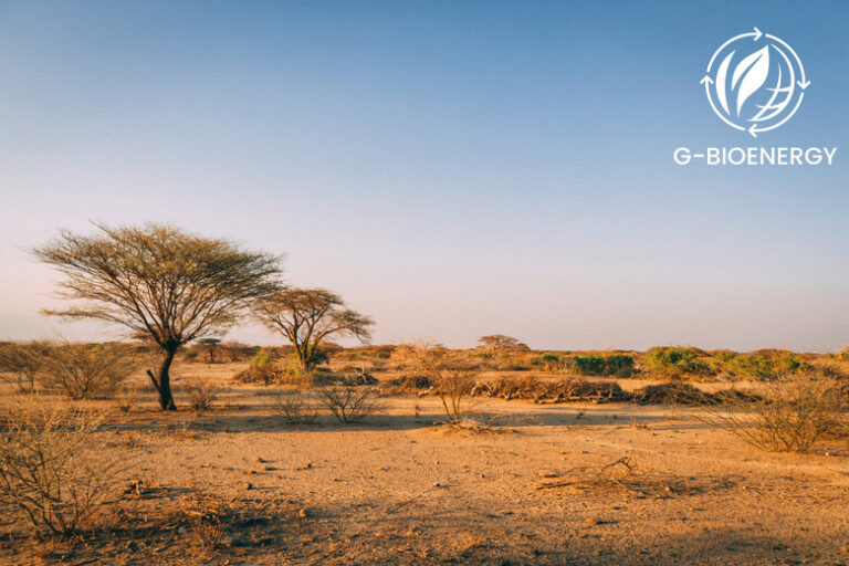 Grassland Biome: A Look Into Its Ecosystem & Key Features