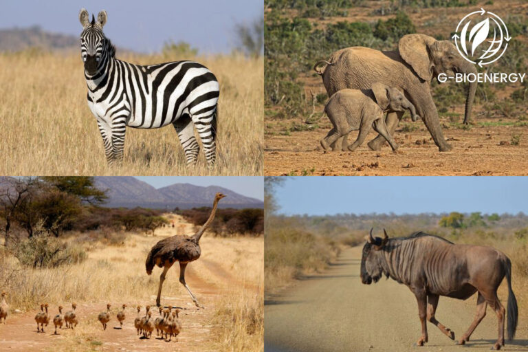 Savanna Biome: Types, Location, Climate, Plants, & Animals