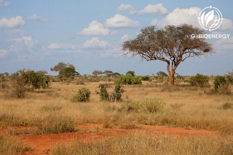 Grassland Biome: A Look Into Its Ecosystem & Key Features