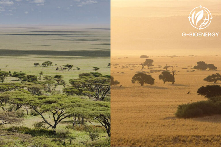 Savanna Biome: Types, Location, Climate, Plants, & Animals