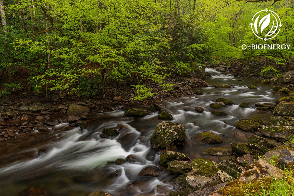 Freshwater Biome: Types, Location, Climate, Animals & Plants