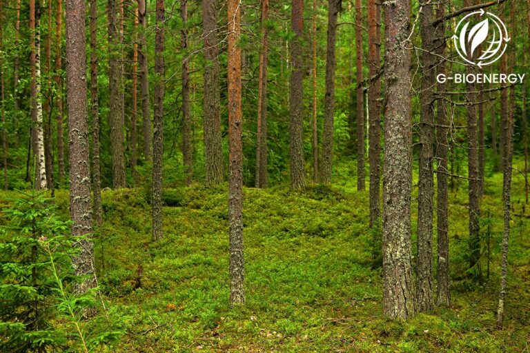 Taiga Biome: Types, Location, Climate, Plants & Animals