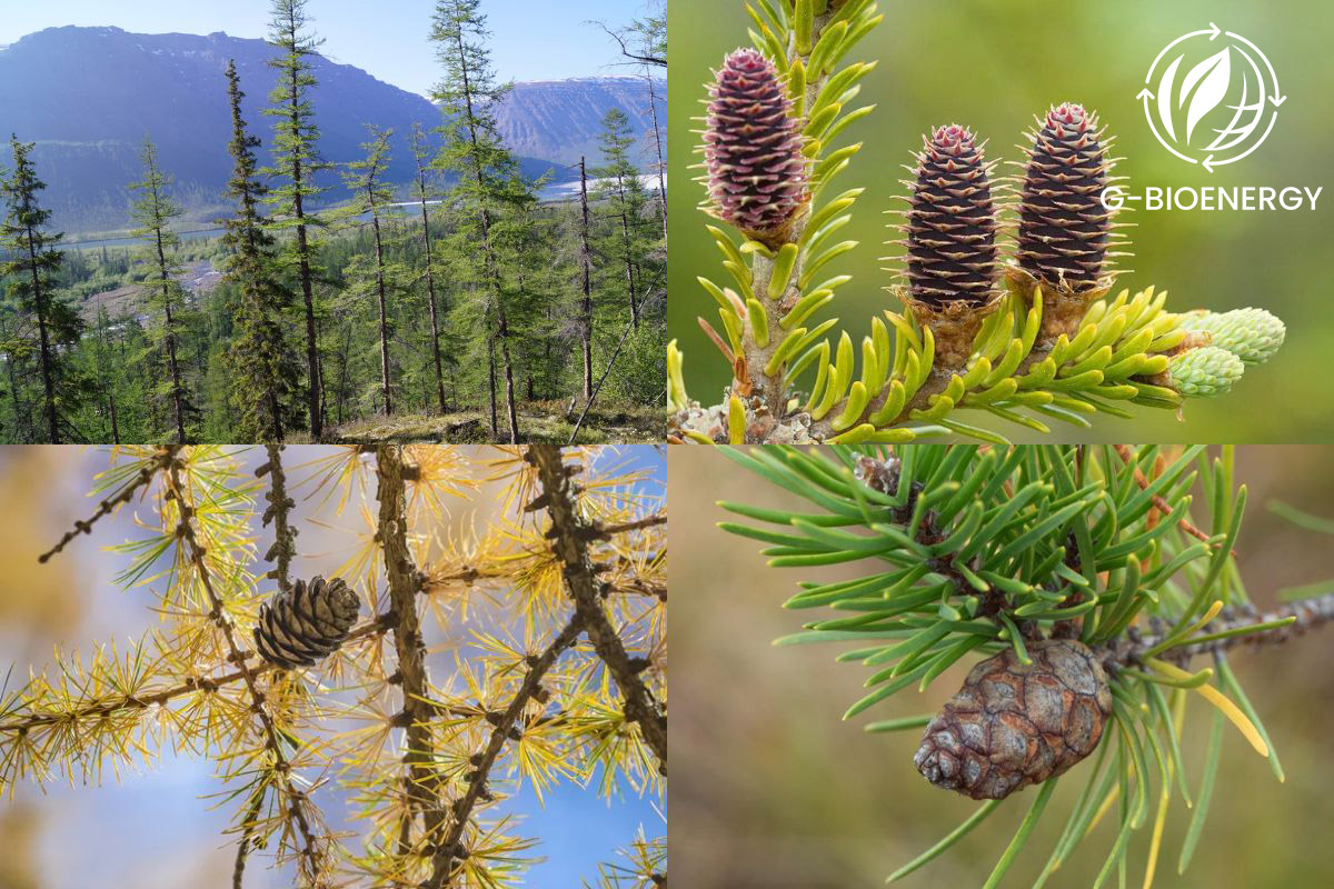 Taiga Biome: Types, Location, Climate, Plants & Animals