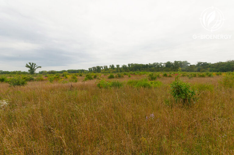 Grassland Biome: A Look Into Its Ecosystem & Key Features