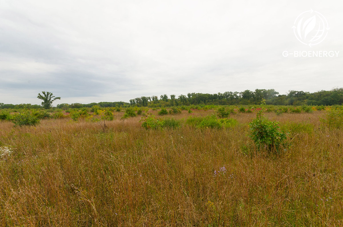 Grassland Biome: A Look Into Its Ecosystem & Key Features