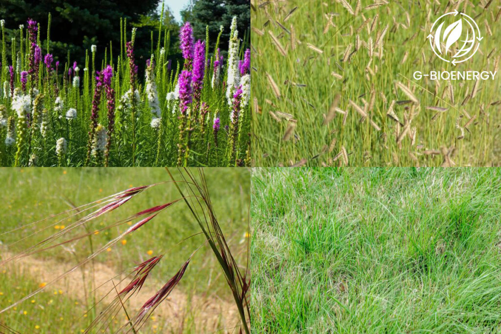 Grassland Biome: A Look Into Its Ecosystem & Key Features