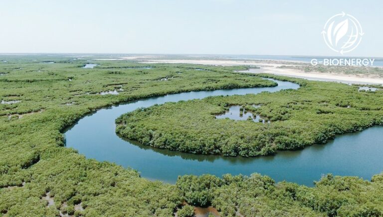 Freshwater Biome: Types, Location, Climate, Animals & Plants