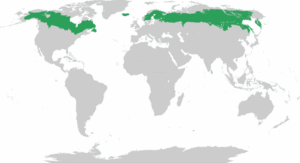 Taiga Biome: Types, Location, Climate, Plants & Animals