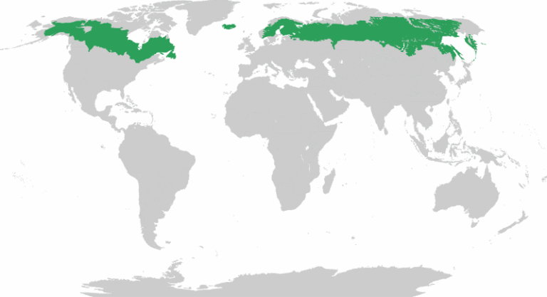 Taiga Biome: Types, Location, Climate, Plants & Animals