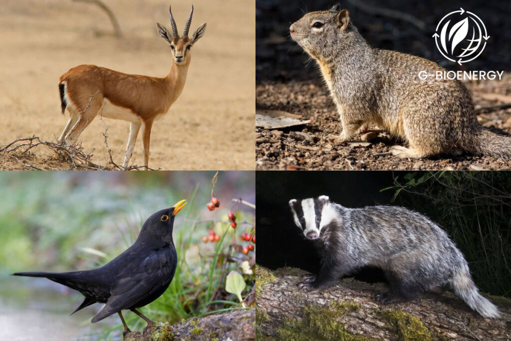 Temperate Grasslands Biome: Location, Climate, Plants...