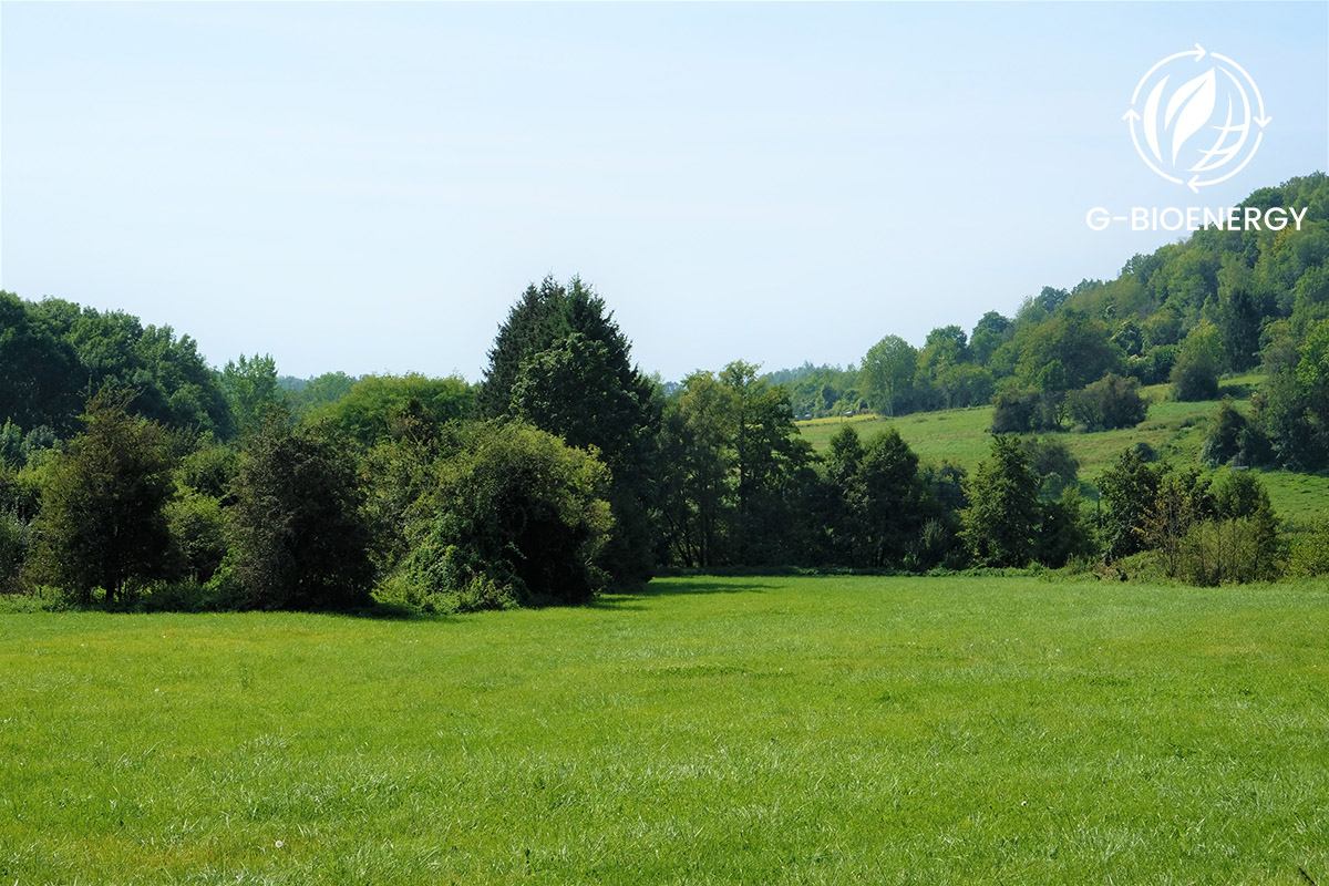 Savanna Biome: Types, Location, Climate, Plants, & Animals