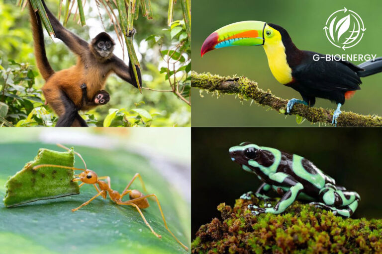 Tropical Rainforest Biome: Location, Climate & Biodiversity