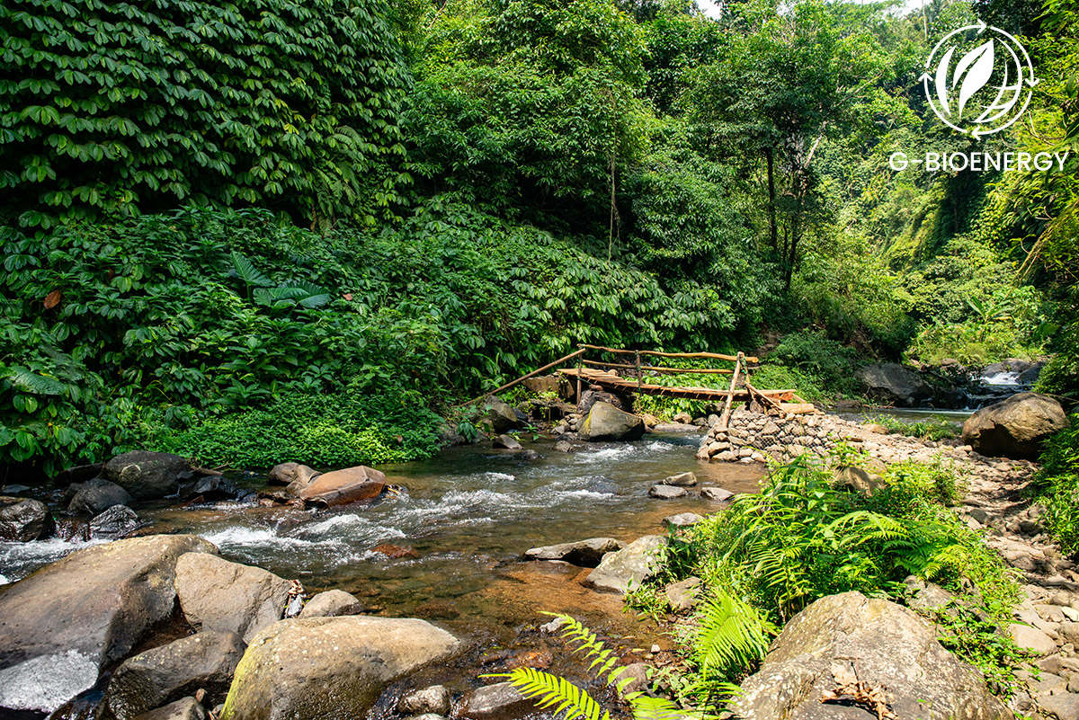 Tropical Rainforest Biome: Location, Climate & Biodiversity