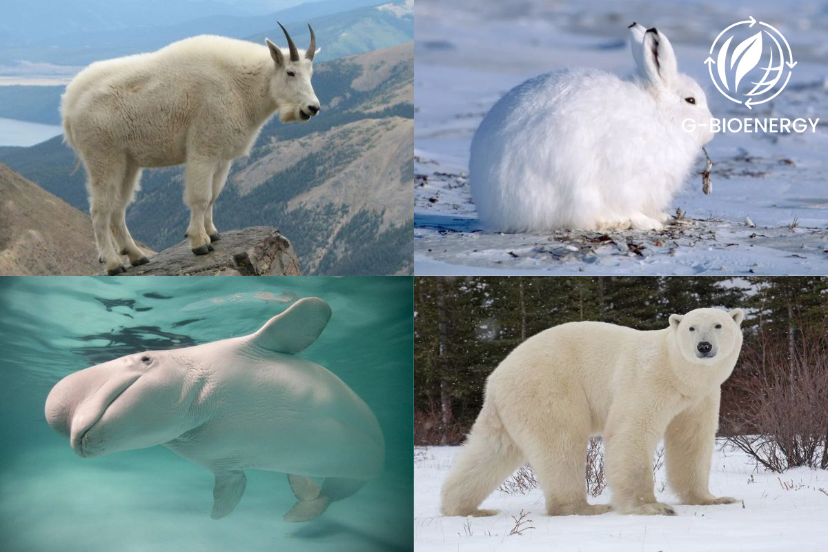 Tundra Biome: Types, Location, Climate, & Animals